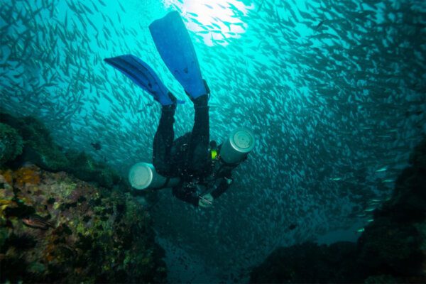 Intro to Tech/Tek Essentials Course | Pluto Dive